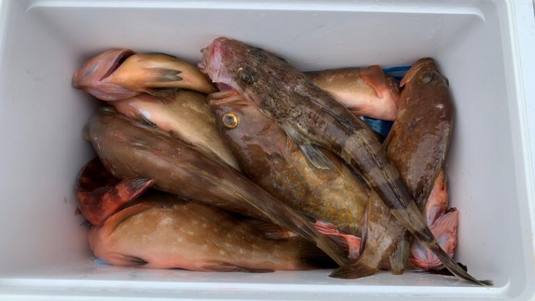 月下美人EX76ML-T 剛(GOU)買ったのでレビューします！目指せ尺メバル！！ | アウちゃん