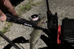 月下美人EX76ML-T 剛(GOU)買ったのでレビューします！目指せ尺メバル！！ | アウちゃん