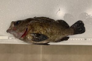 月下美人EX76ML-T 剛(GOU)買ったのでレビューします！目指せ尺メバル！！ | アウちゃん